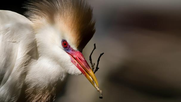 GARZA GANADERA: LA INQUILINA DE LOS HUERTOS