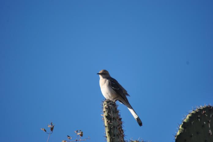 CENZONTLE: EL JUGLAR DE NUESTRO CANTO