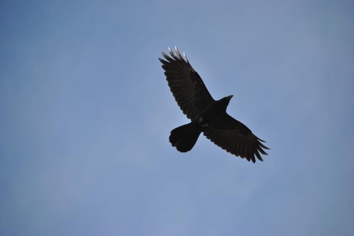 CUERVO MEXICANO: EL OSCURO APRENDIZ DE LOS CAMPOS