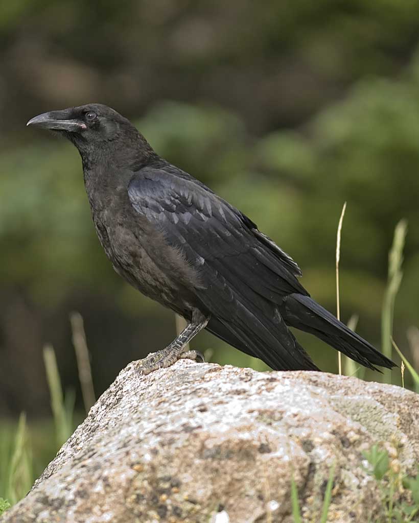 CUERVO MEXICANO: EL OSCURO APRENDIZ DE LOS CAMPOS