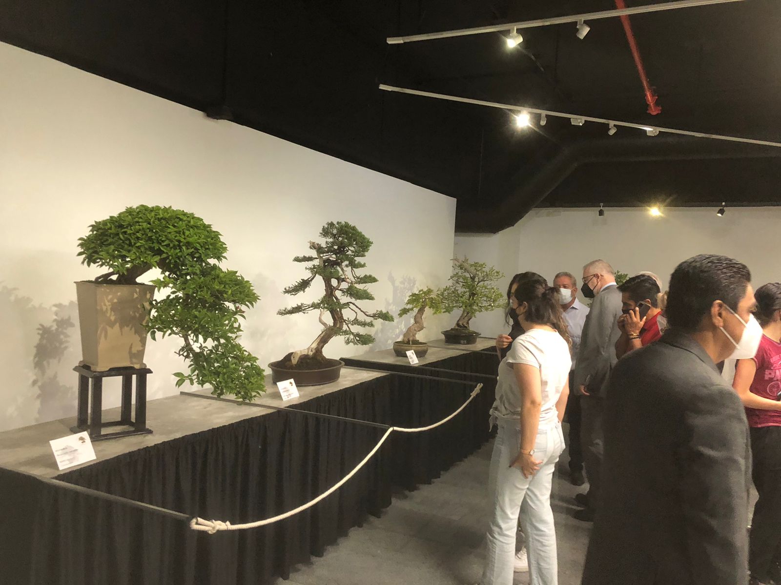 Realizan exposición con más de 100 bonsáis de México en la Biblioteca ...