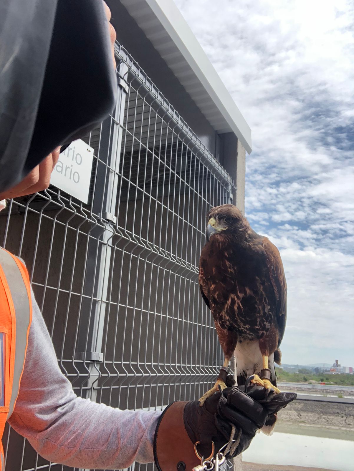 Aeropuerto de Guadalajara cuenta con 12 halcones para evitar accidentes ...